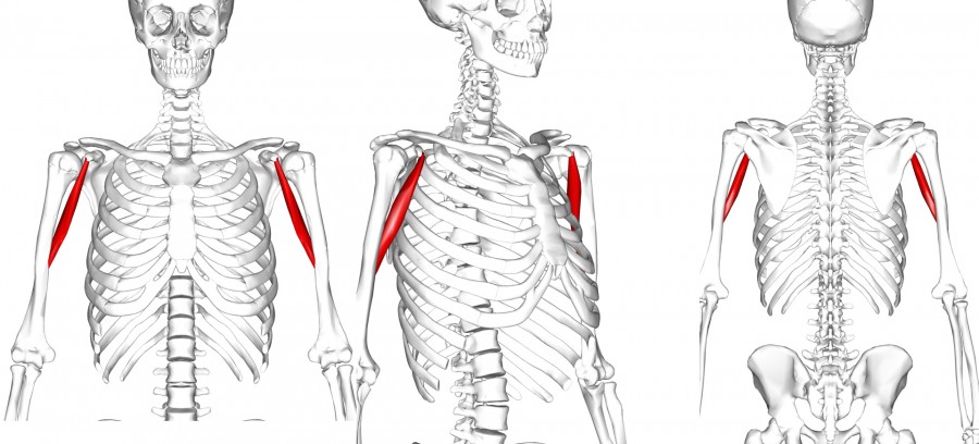 Coracobrachialis muscle yoga anatomy
