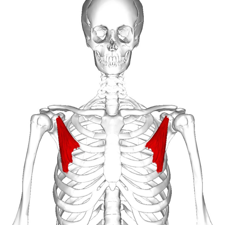 Pectoralis Minor in Yoga Anatomy