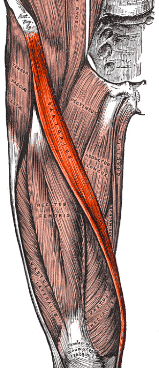 Sartorius Muscle Strain