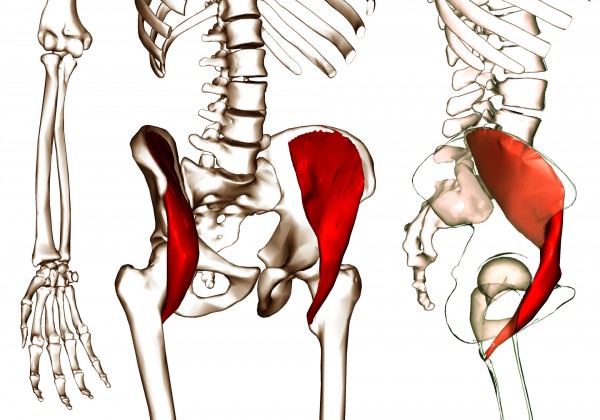 Iliacus muscle yoga anatomy