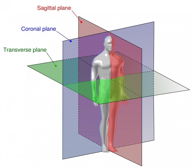 Planes Of The Body Planes Of The Body