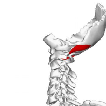 Obliquus capitis superior
