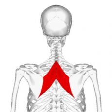 Rhomboid Major Muscle Yoga Anatomy