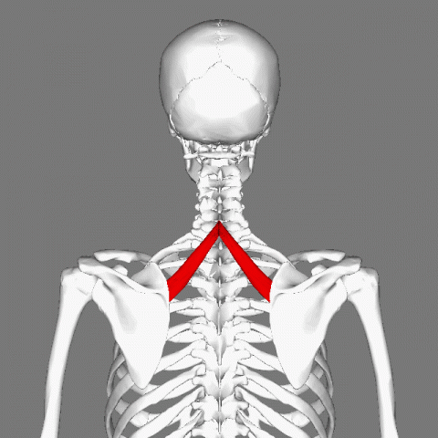 Rhomboid Minor Muscle Yoga Anatomy