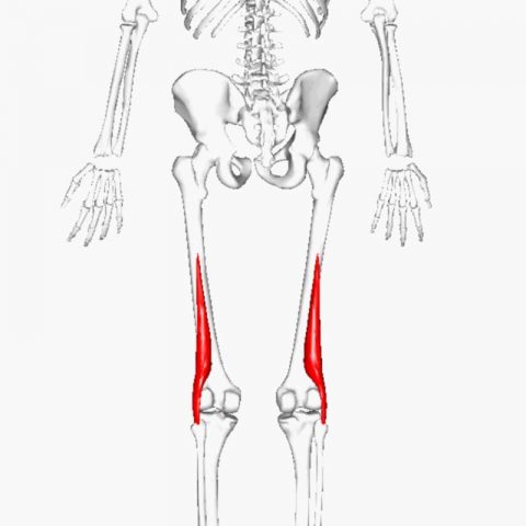 Biceps Femoris – Short Head