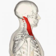 Sternocleidomastoid
