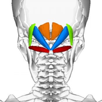 Rectus capitis posterior minor