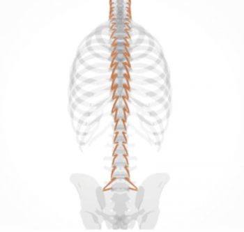 Spinal Rotator Muscles